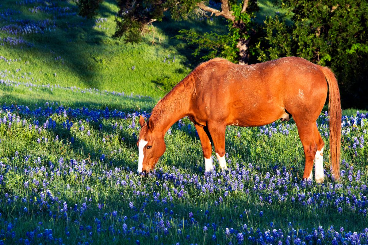 6 Cool Things to Do in Vanderpool, Texas - Lone Star Travel Guide