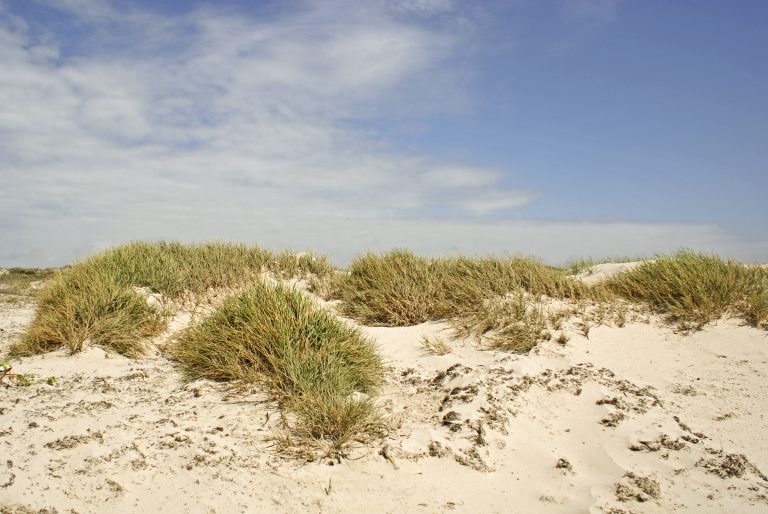 8 Incredible Islands in Texas - Lone Star Travel Guide