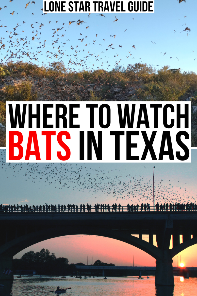 11 Best Places to See Bats in Texas (+ Map!) - Lone Star Travel Guide