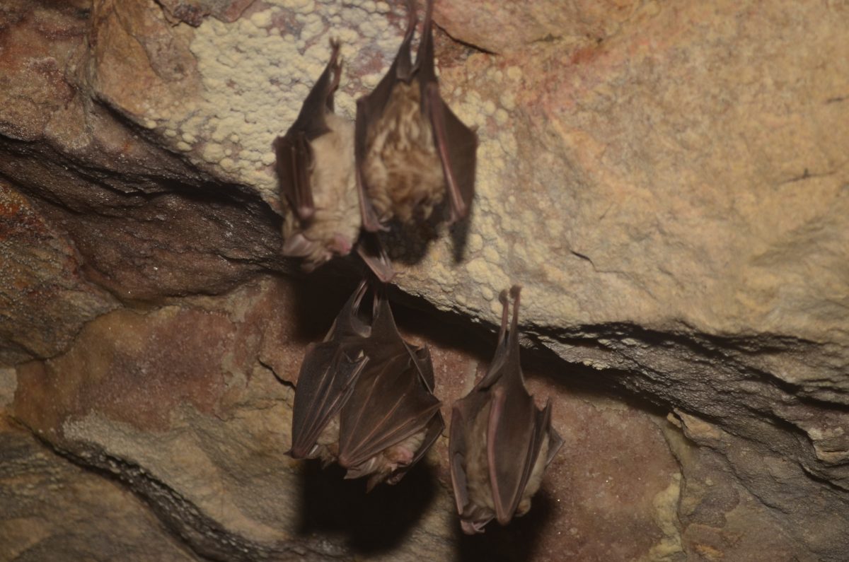 11 Best Places to See Bats in Texas (+ Map!) - Lone Star Travel Guide