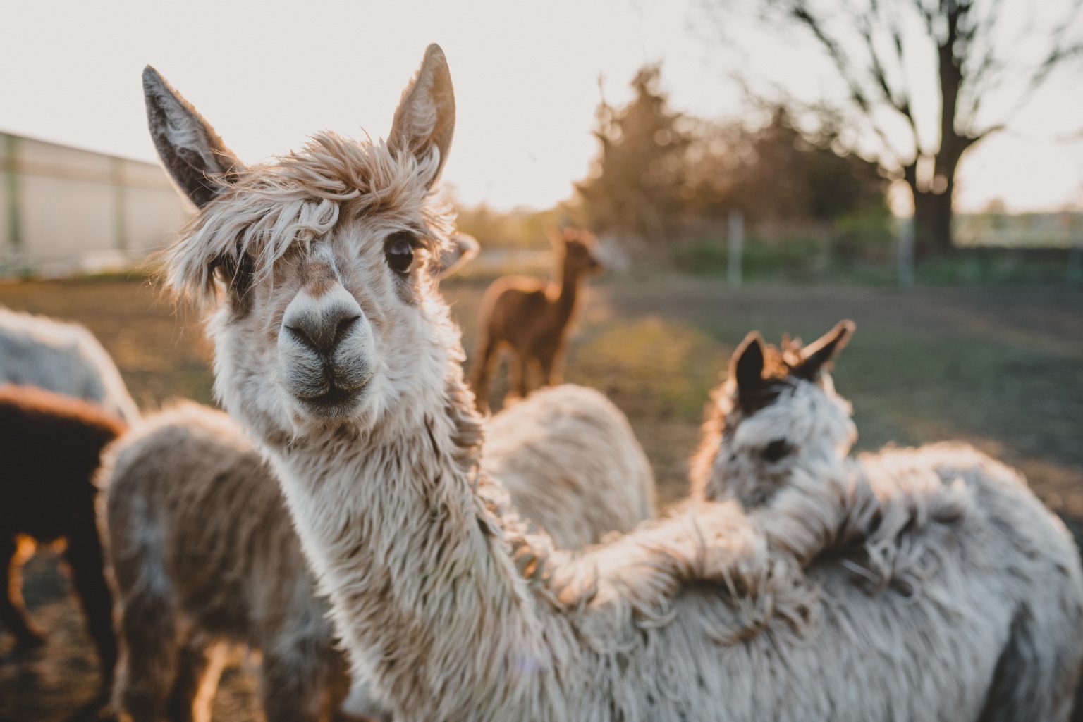 10 Fun Things to Do in Navasota, Texas - Lone Star Travel Guide