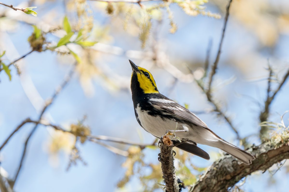 Lost Maples State Natural Area: Things to Do, Tips + Guide