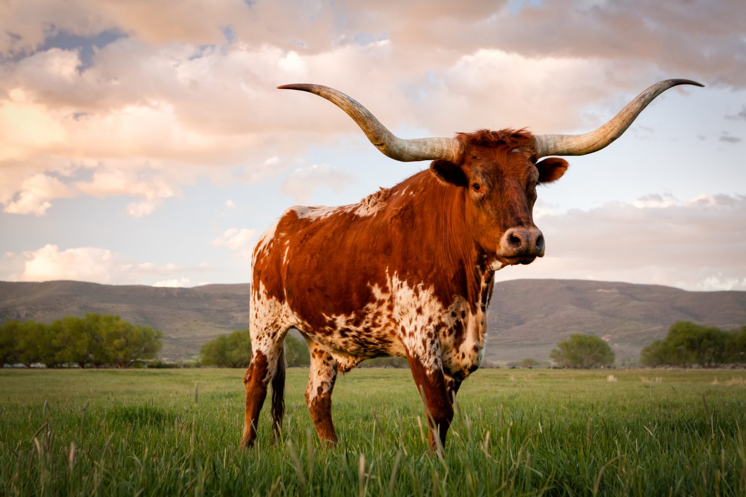 50+ Famous Songs About Texas For Your Playlist - Lone Star Travel Guide