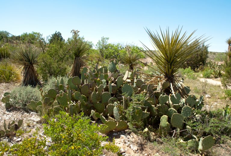 9 Otherworldly Things to Do in West Texas - Lone Star Travel Guide