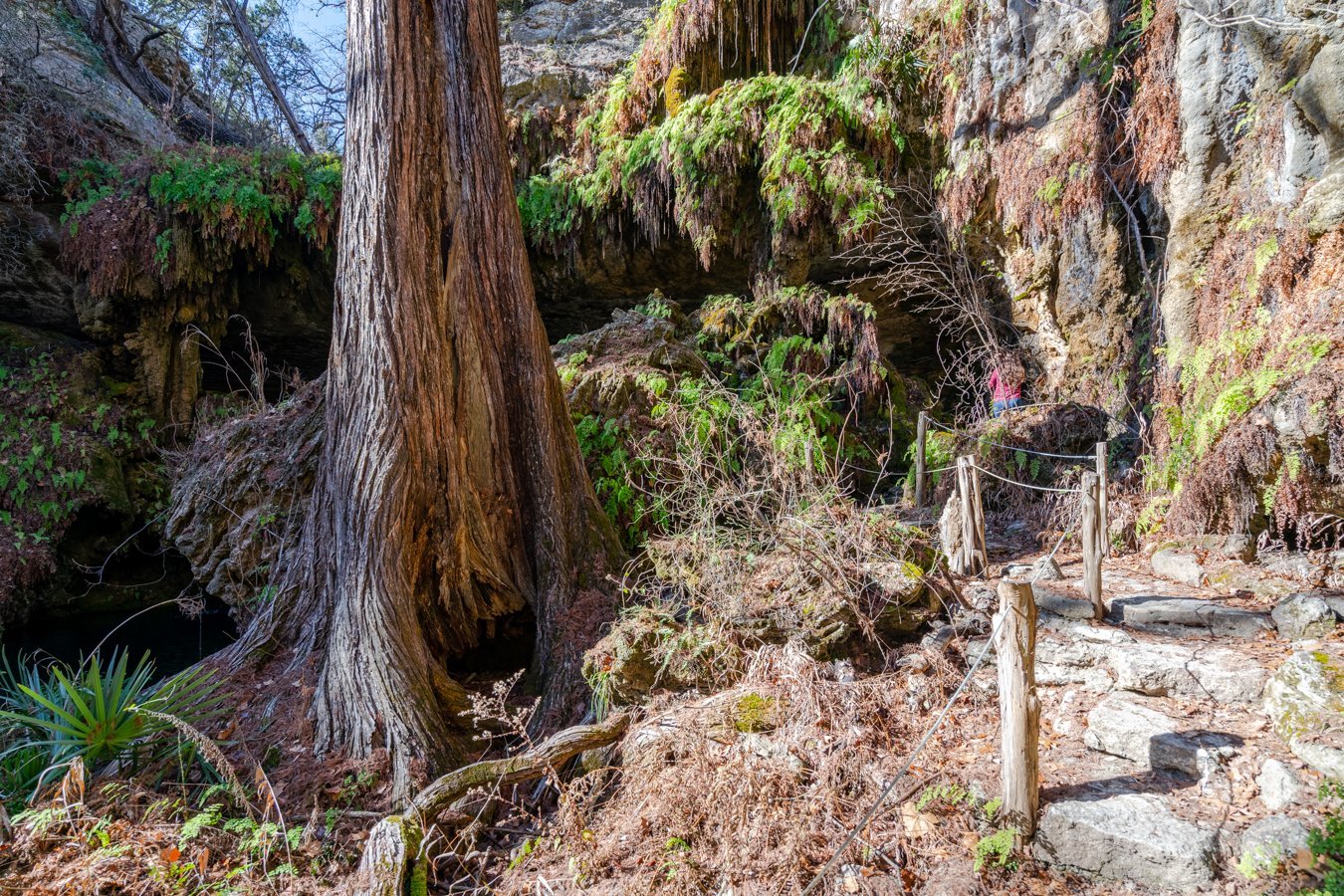 Texas' Magical Westcave Preserve: 7 Essential Tips for Visiting