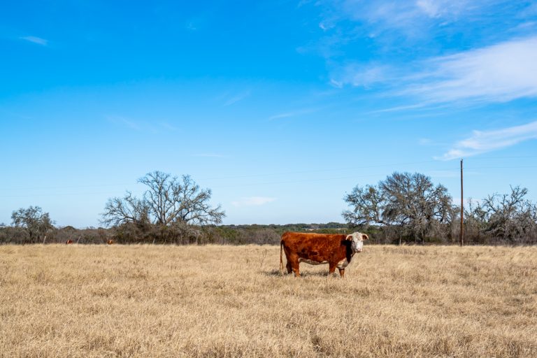 13 Stunning Texas Hill Country State Parks to Visit