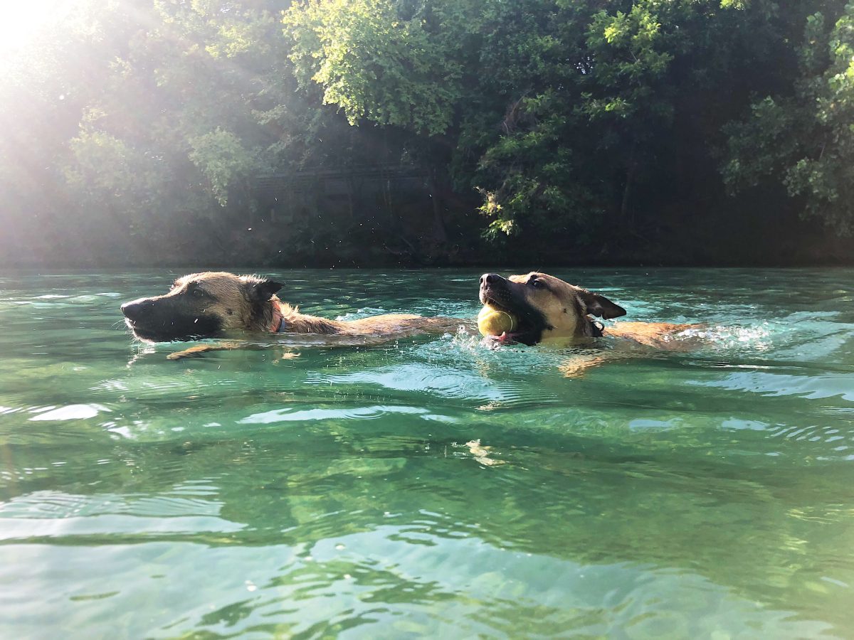 21 Best Austin Swimming Holes in (+ Near) the City