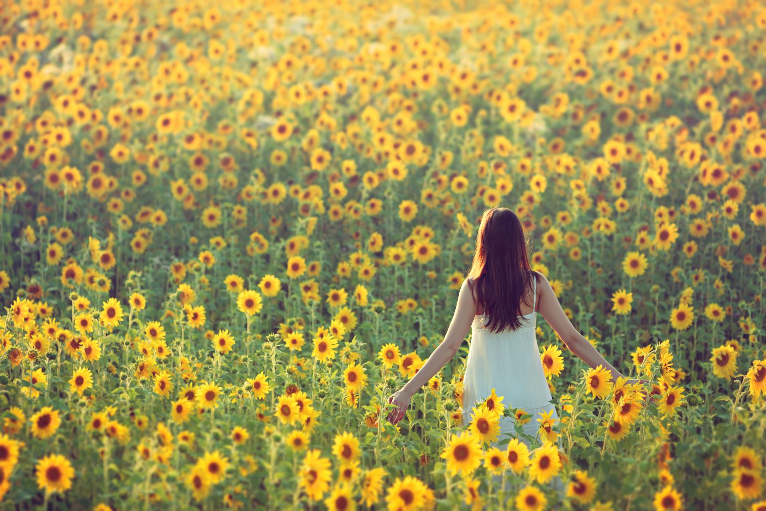 7 Texas Sunflower Fields + Farms (That You Can Actually Visit!)