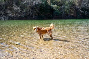 13 Best Beaches in Austin, TX (+ Nearby!) - Lone Star Travel Guide