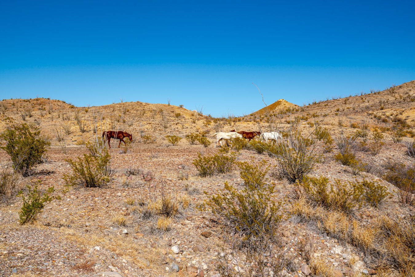11 Amazing Things to Do in Alpine, Texas (+ Nearby) - Lone Star Travel ...
