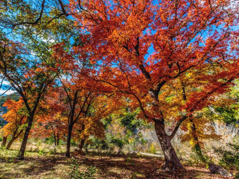 21 Unique State Parks in Texas to Visit - Lone Star Travel Guide