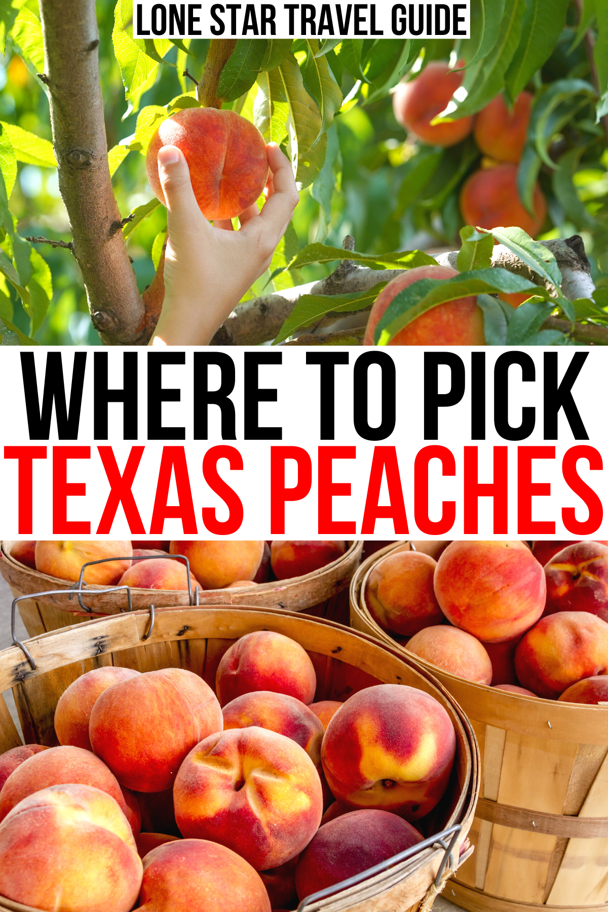 5 Delightful Texas Peach Farms (Pick Your Own!) - Lone Star Travel Guide