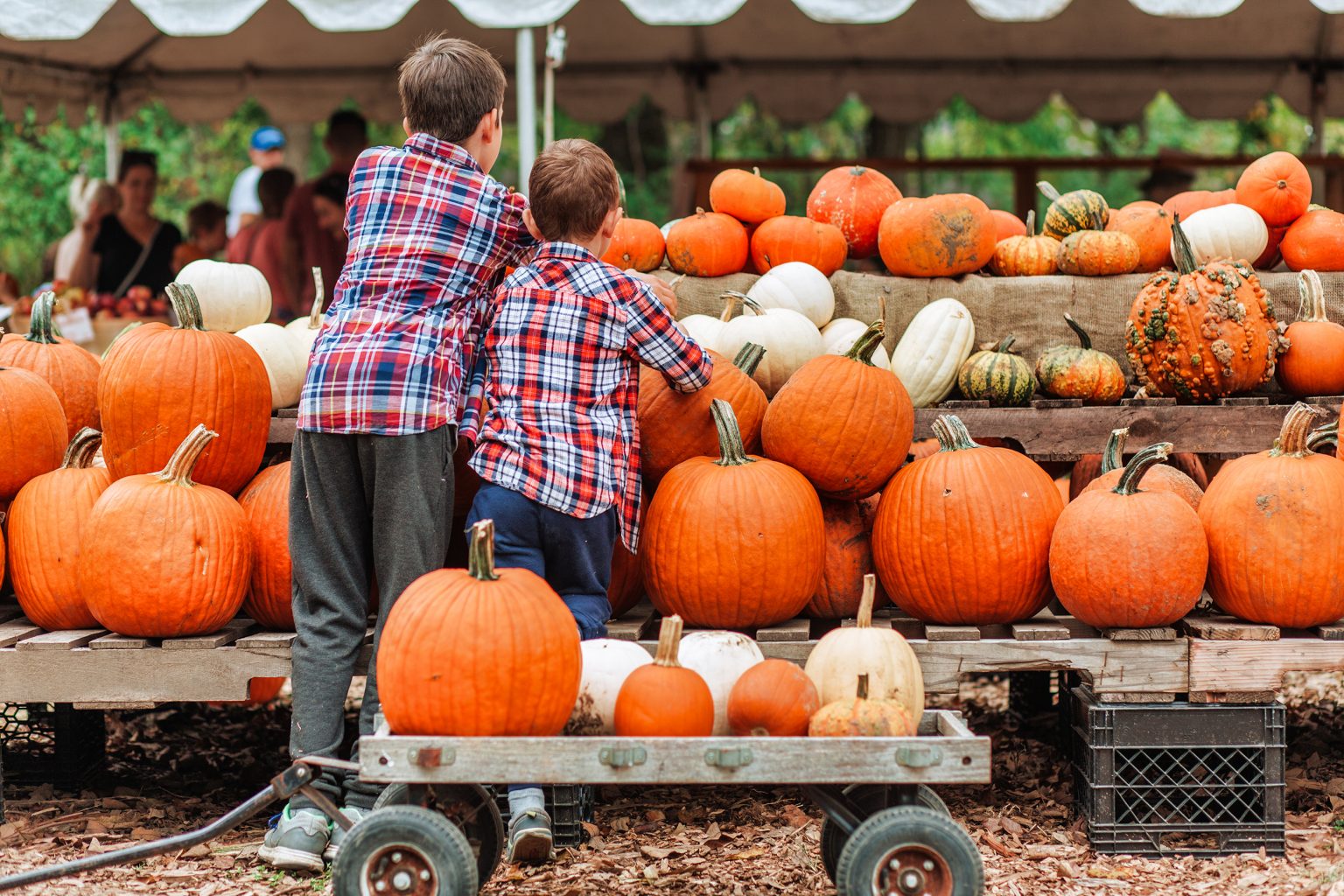 9 Best Dallas Pumpkin Patches, Mazes + Petting Zoos for Fall Fun