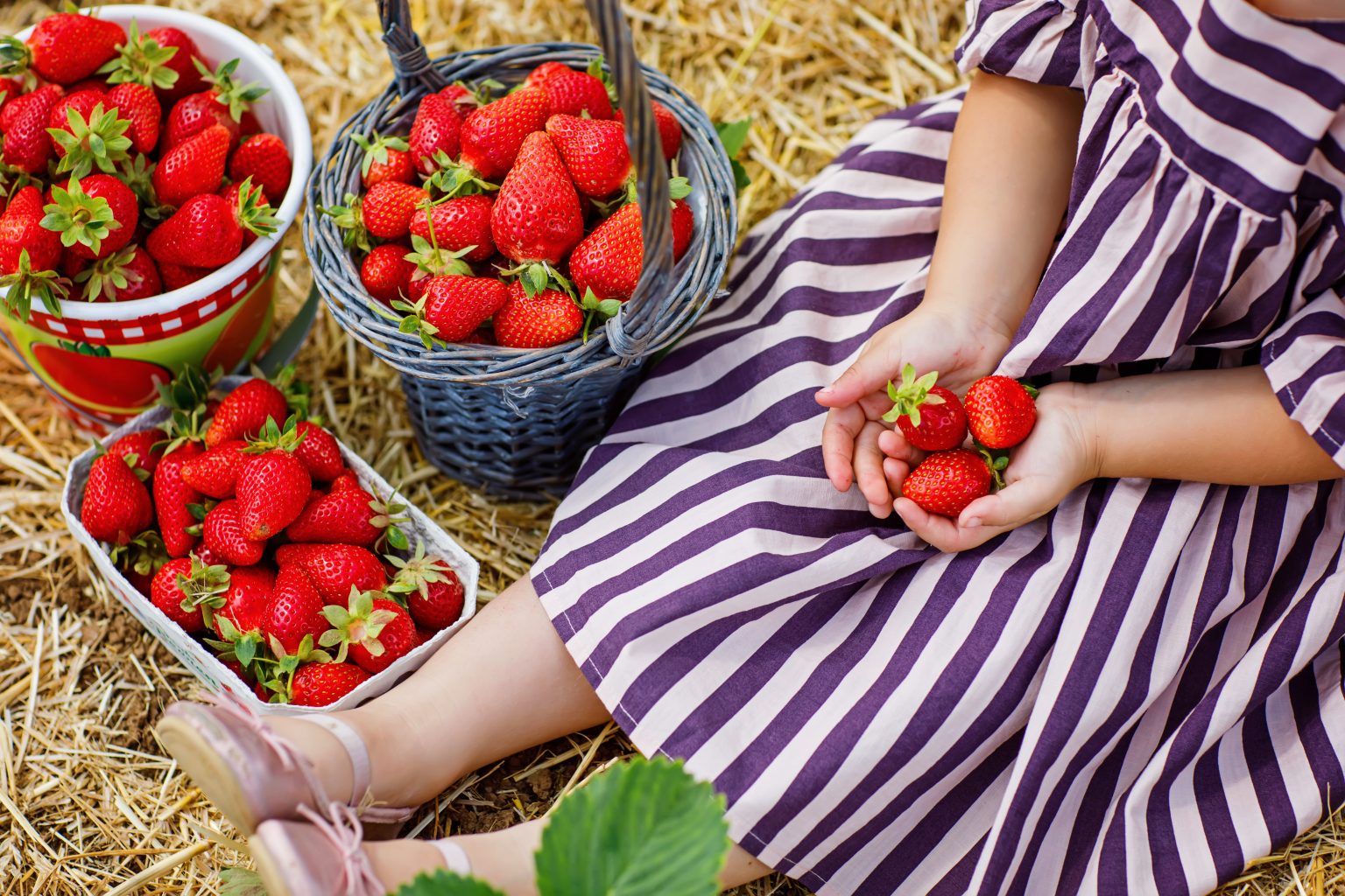Where to Go Strawberry Picking in Texas (13 Charming U-Pick Farms!)