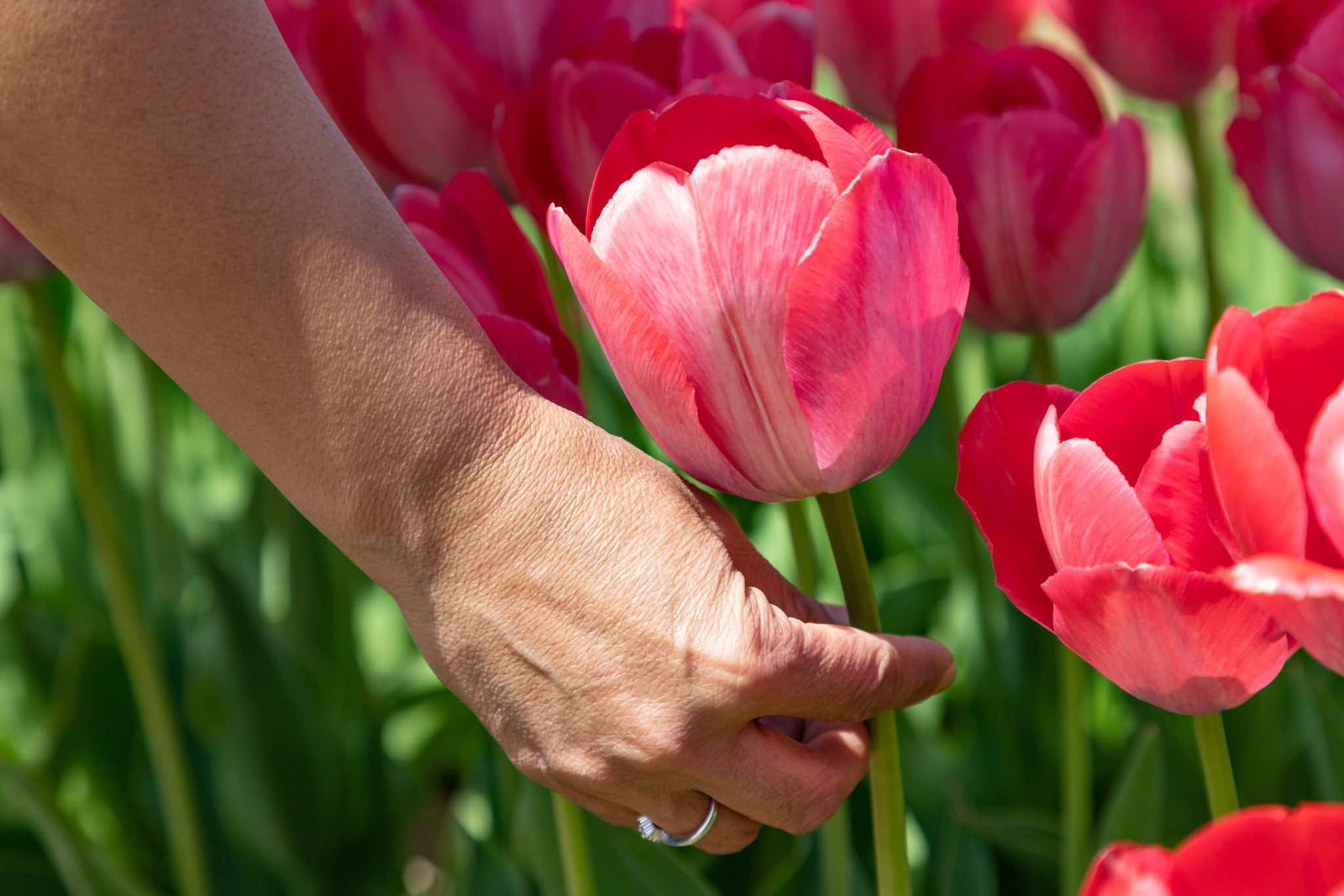 4 Terrific Texas Tulip Farms + Fields (Pick Your Own!)