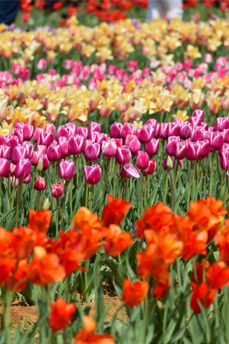 4 Terrific Texas Tulip Farms + Fields (Pick Your Own!)