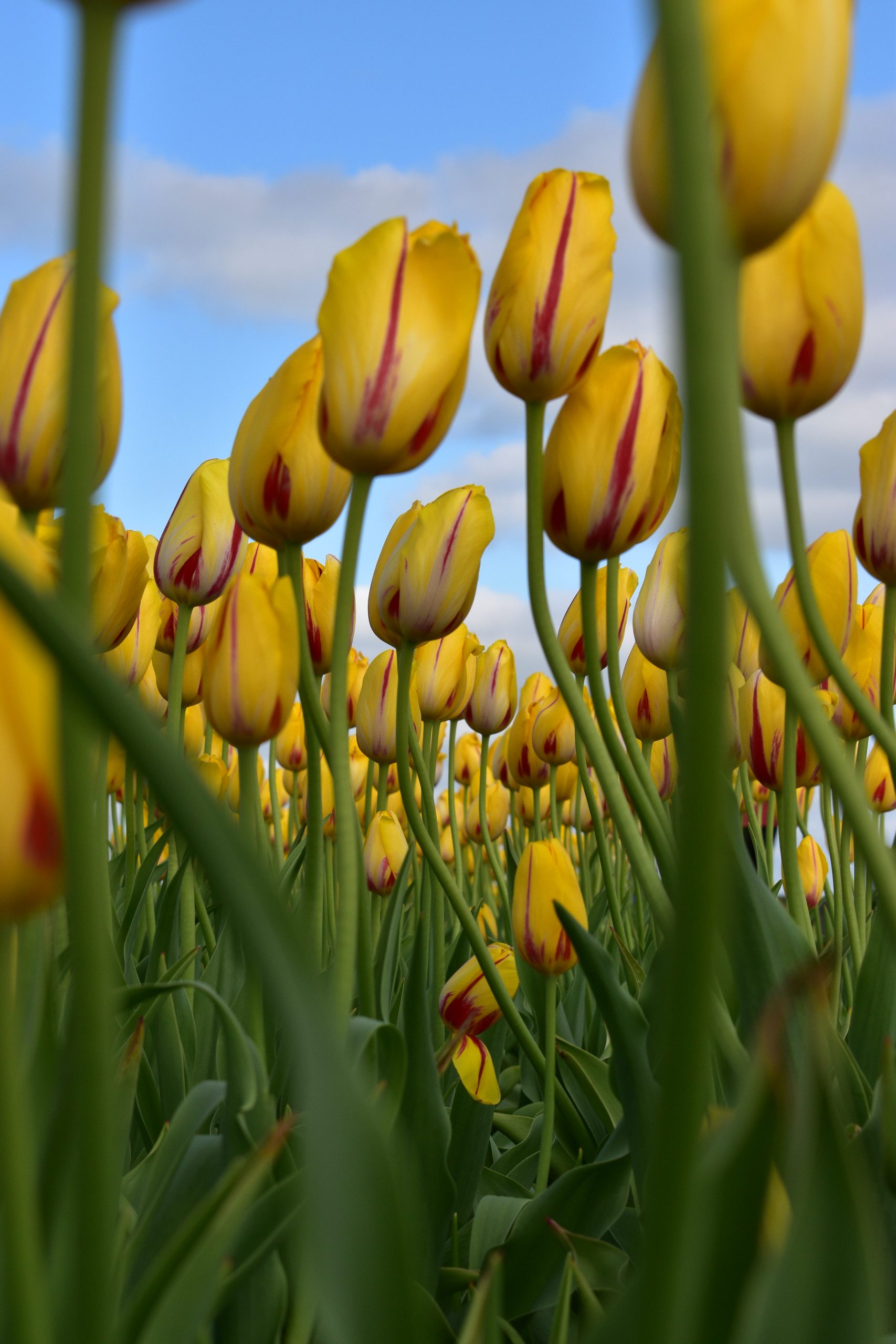 4 Terrific Texas Tulip Farms + Fields (Pick Your Own!)