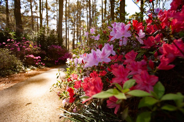 25+ Exciting Things to Do in East Texas - Lone Star Travel Guide